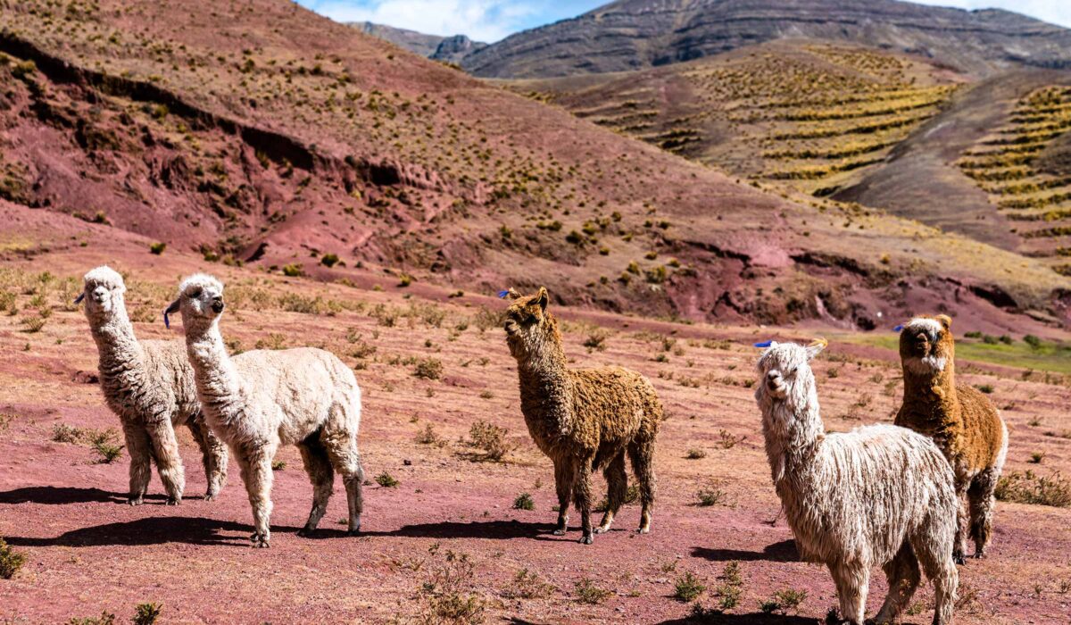 Conheça o Vale Vermelho no Peru | Viagens Machu Picchu